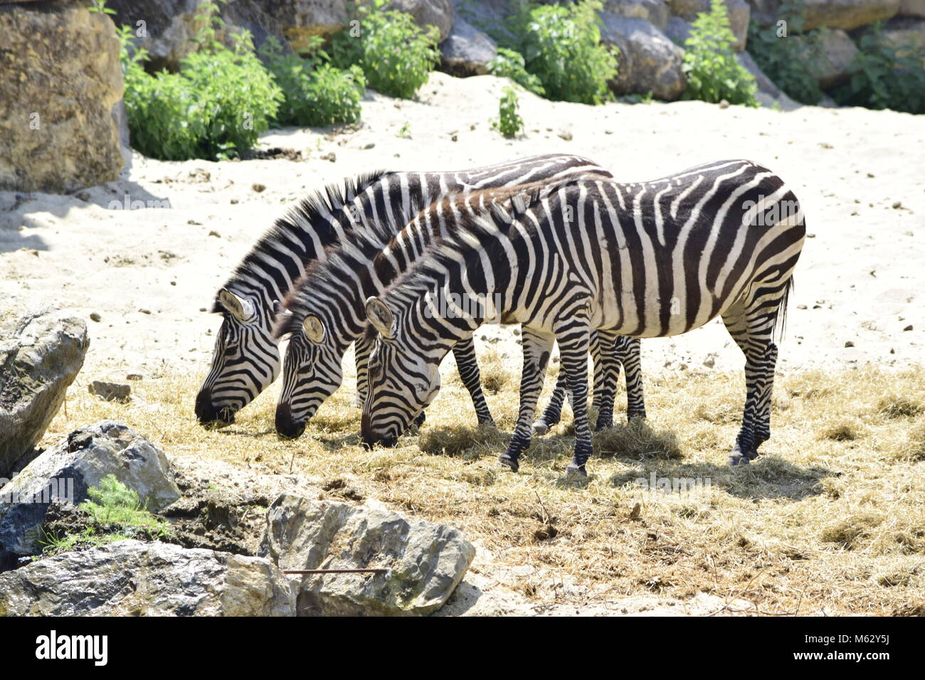 Zebras Diet