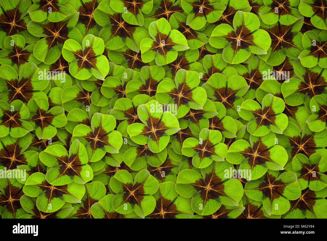 Four leaf clover hi-res stock photography and images - Alamy