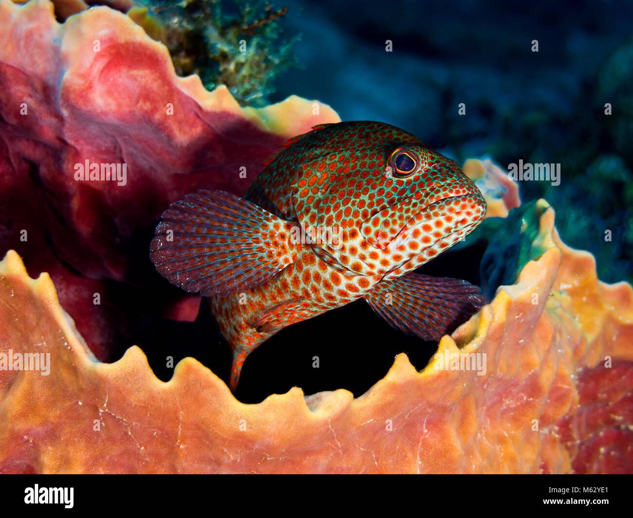 Sponge out of water hi-res stock photography and images - Alamy