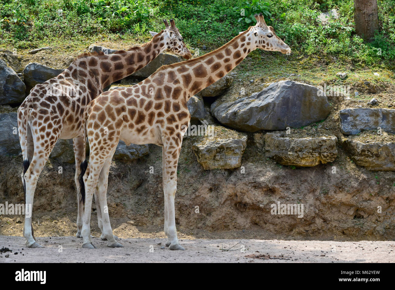 Beautiful giraffe on nature background at spring or summer time Stock ...