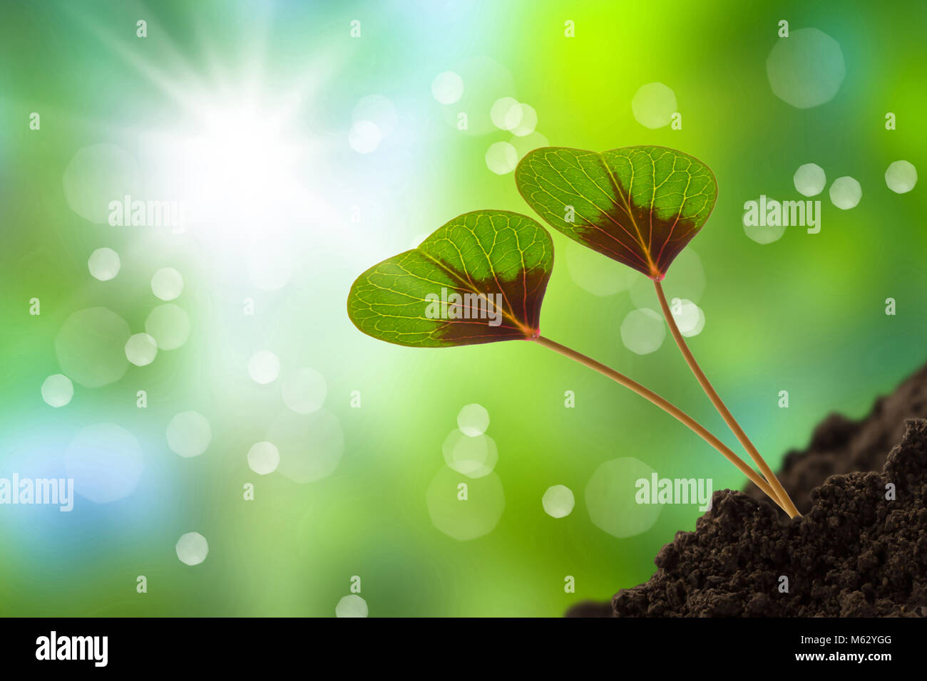 Trefoils hi-res stock photography and images - Alamy