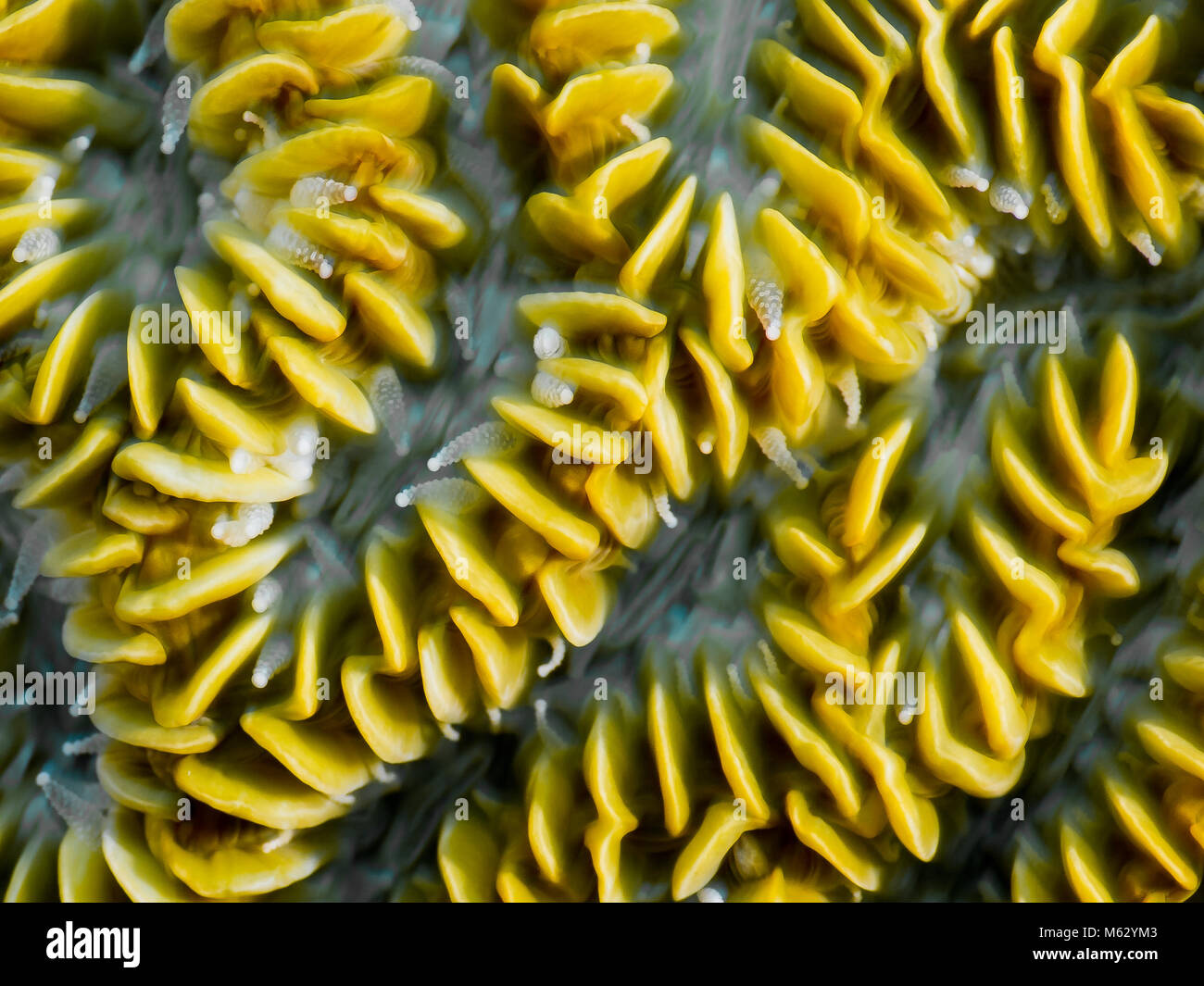 Macro closeup of brain coral and polyps Stock Photo - Alamy