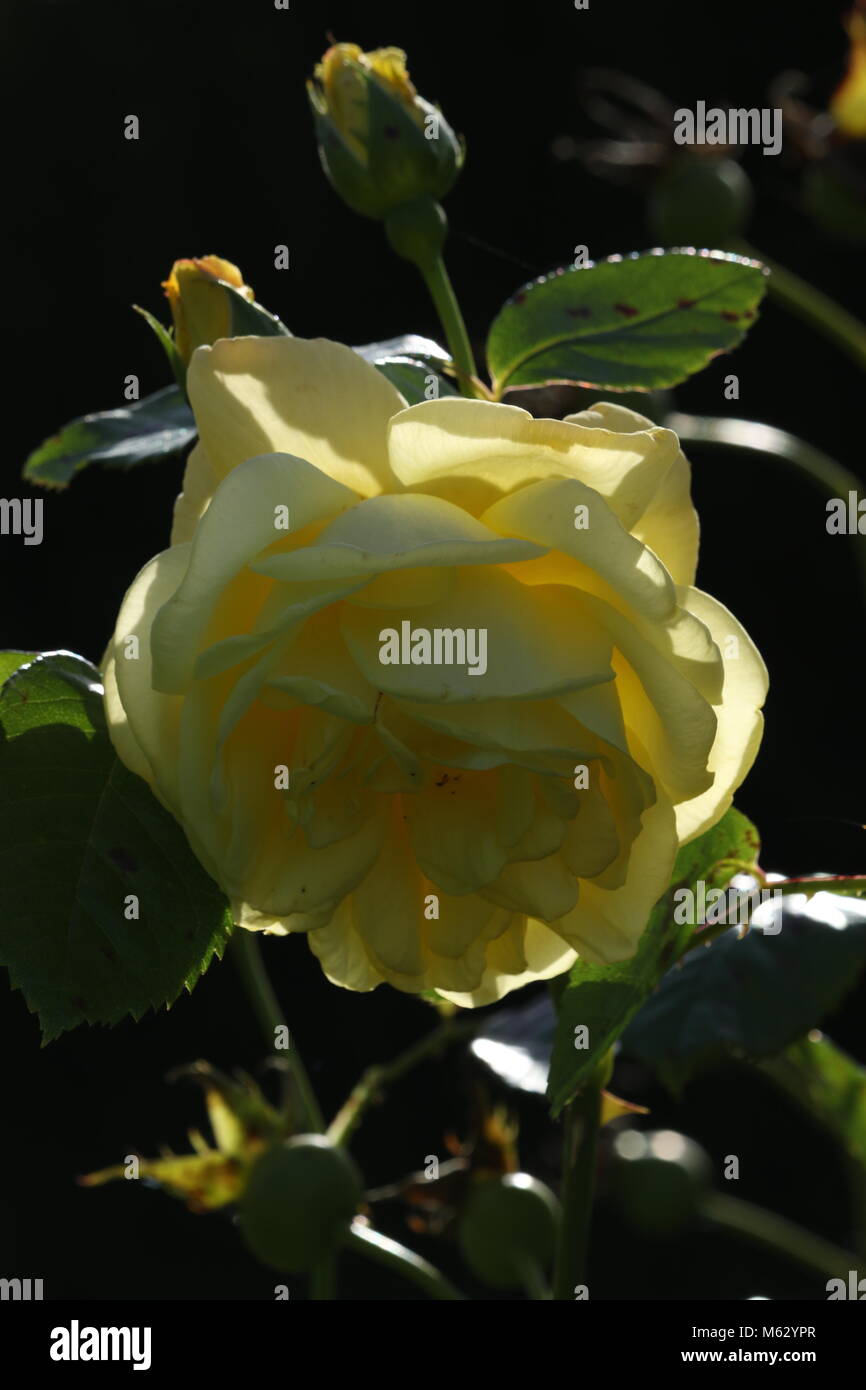 The perfect circle Stock Photo - Alamy