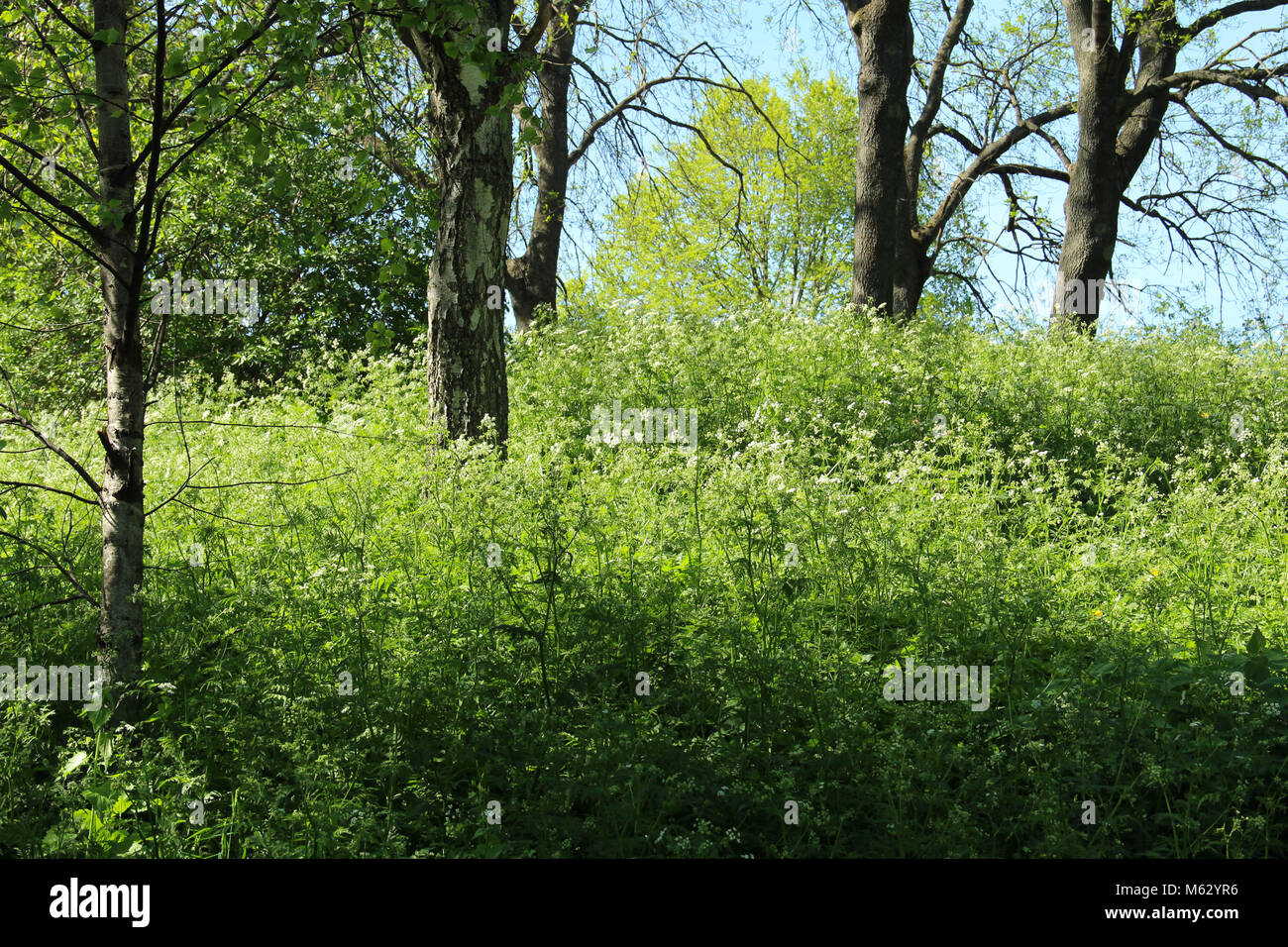 Meadow and trees in spring Stock Photo - Alamy