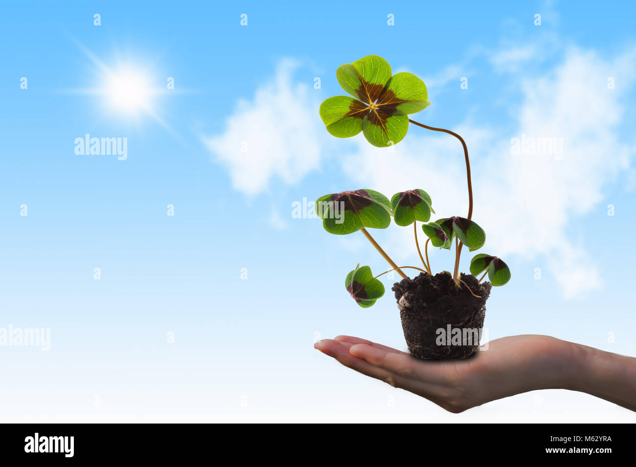 four leaf clover in a hand Stock Photo - Alamy