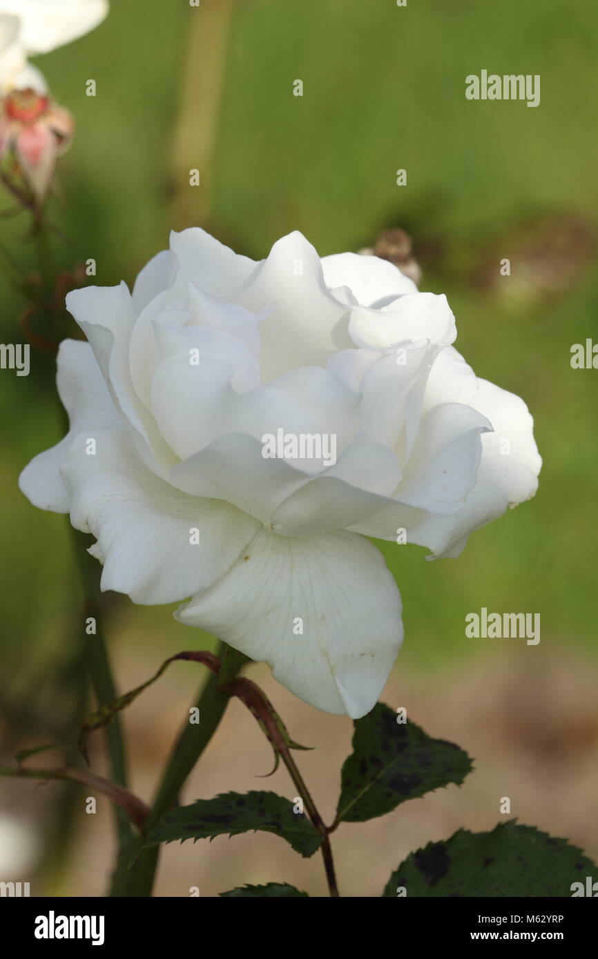 Closeup of a white rose Stock Photo - Alamy