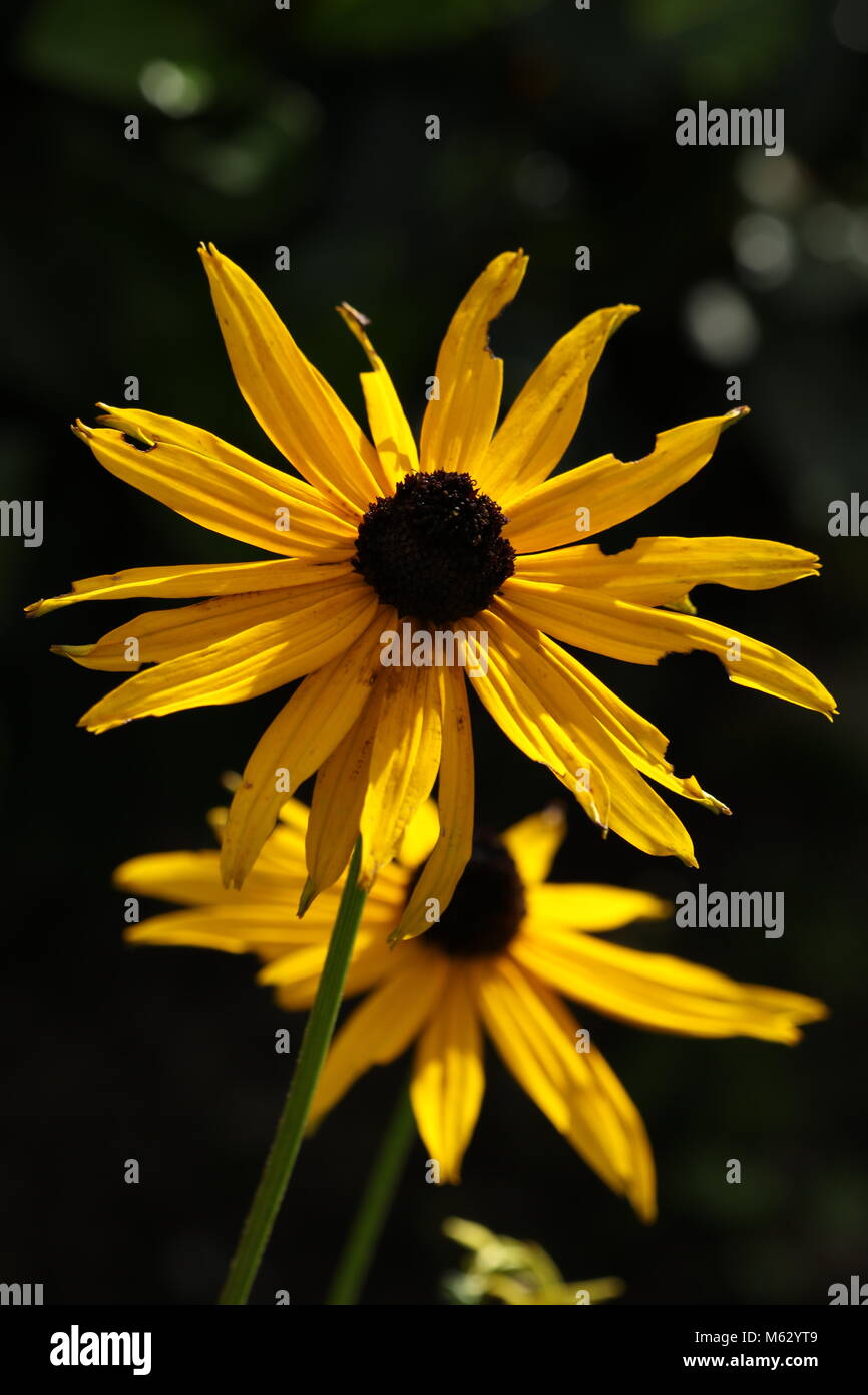 Two yellow flowers under the sun Stock Photo - Alamy
