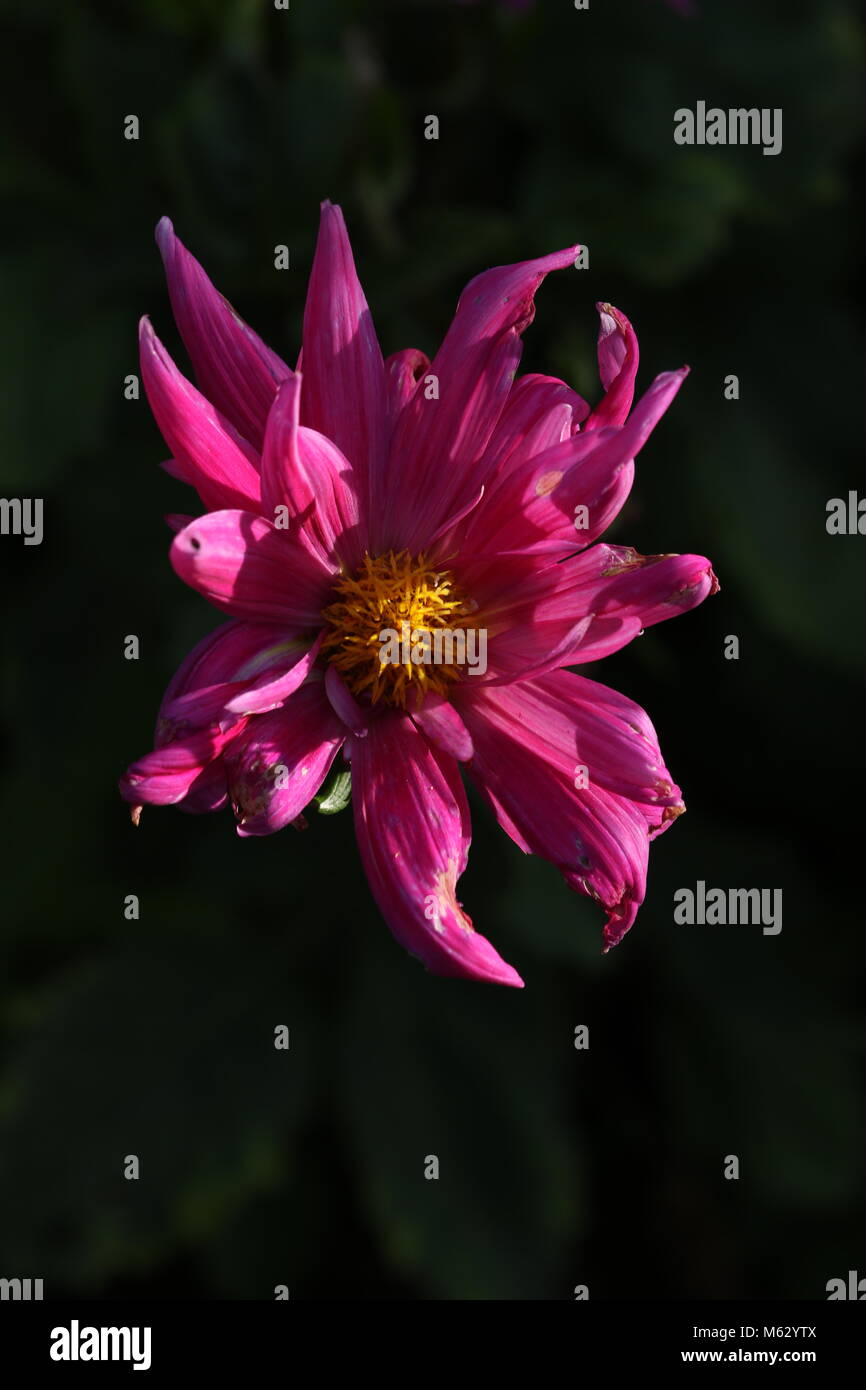 Closeup of a pink flower Stock Photo - Alamy