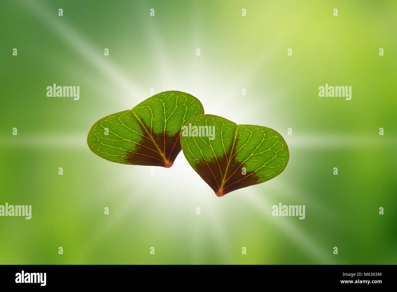 couple of trefoils hearts Stock Photo - Alamy