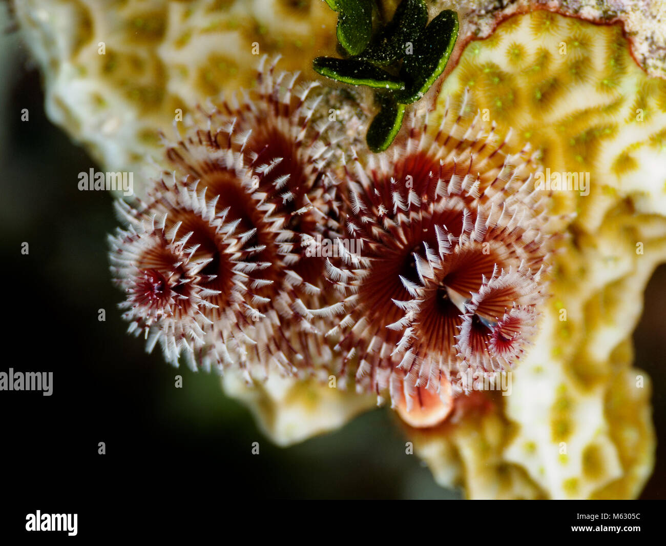 Coral worm hi-res stock photography and images - Alamy