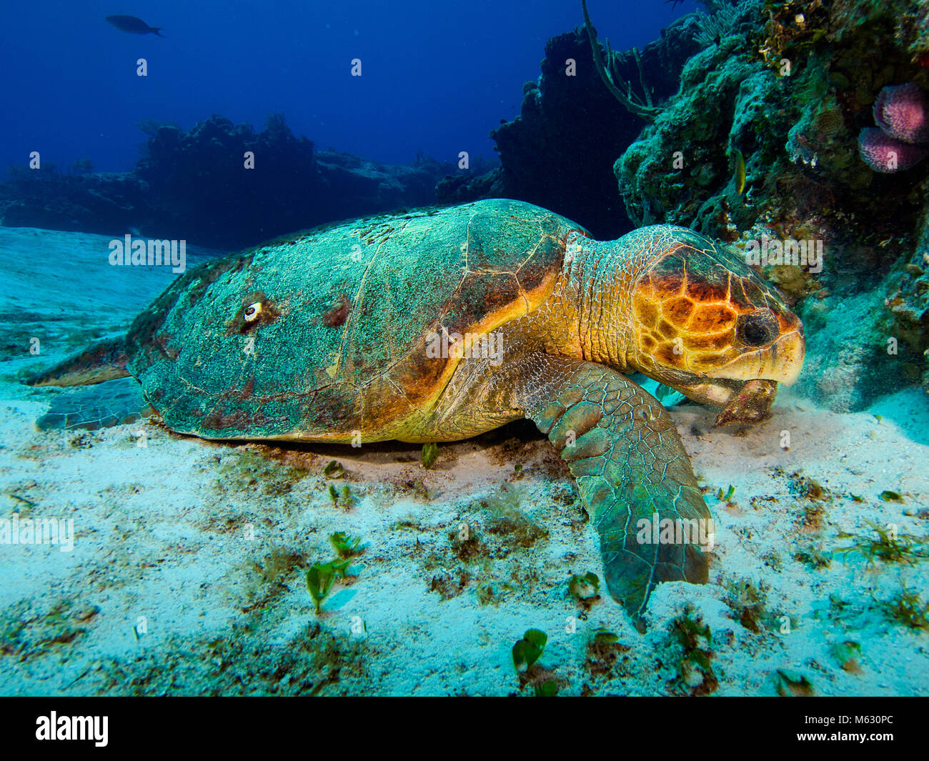 Loggerhead Turtle eating Conch Shell on sand with coral and blue water ...