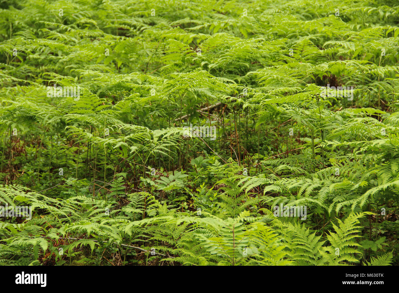 Summer plants texture hi-res stock photography and images - Alamy