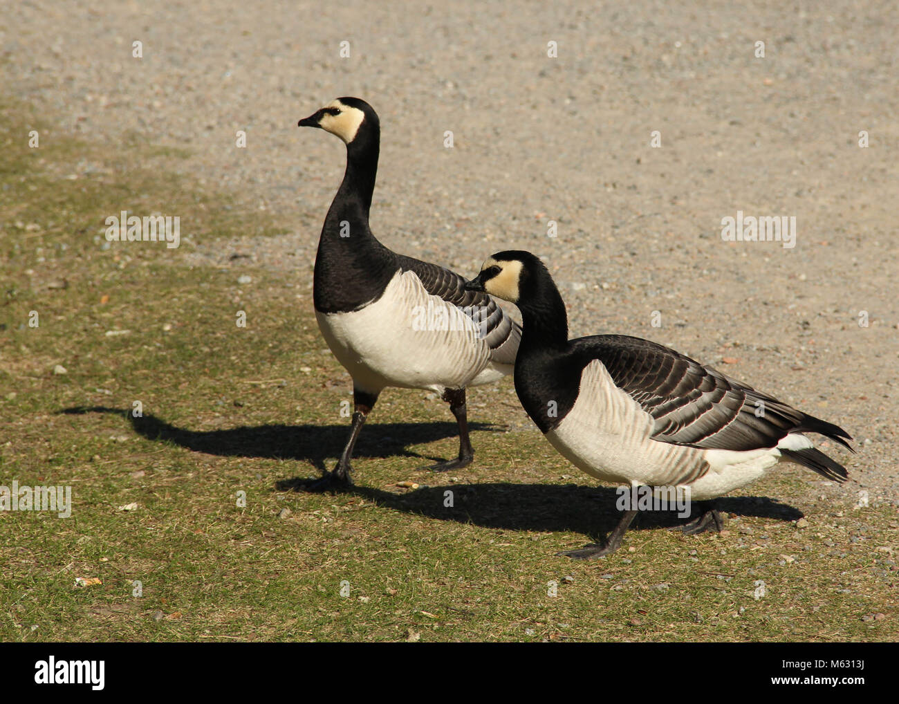A couple of Barnacle Geese walking in sunlight Stock Photo - Alamy