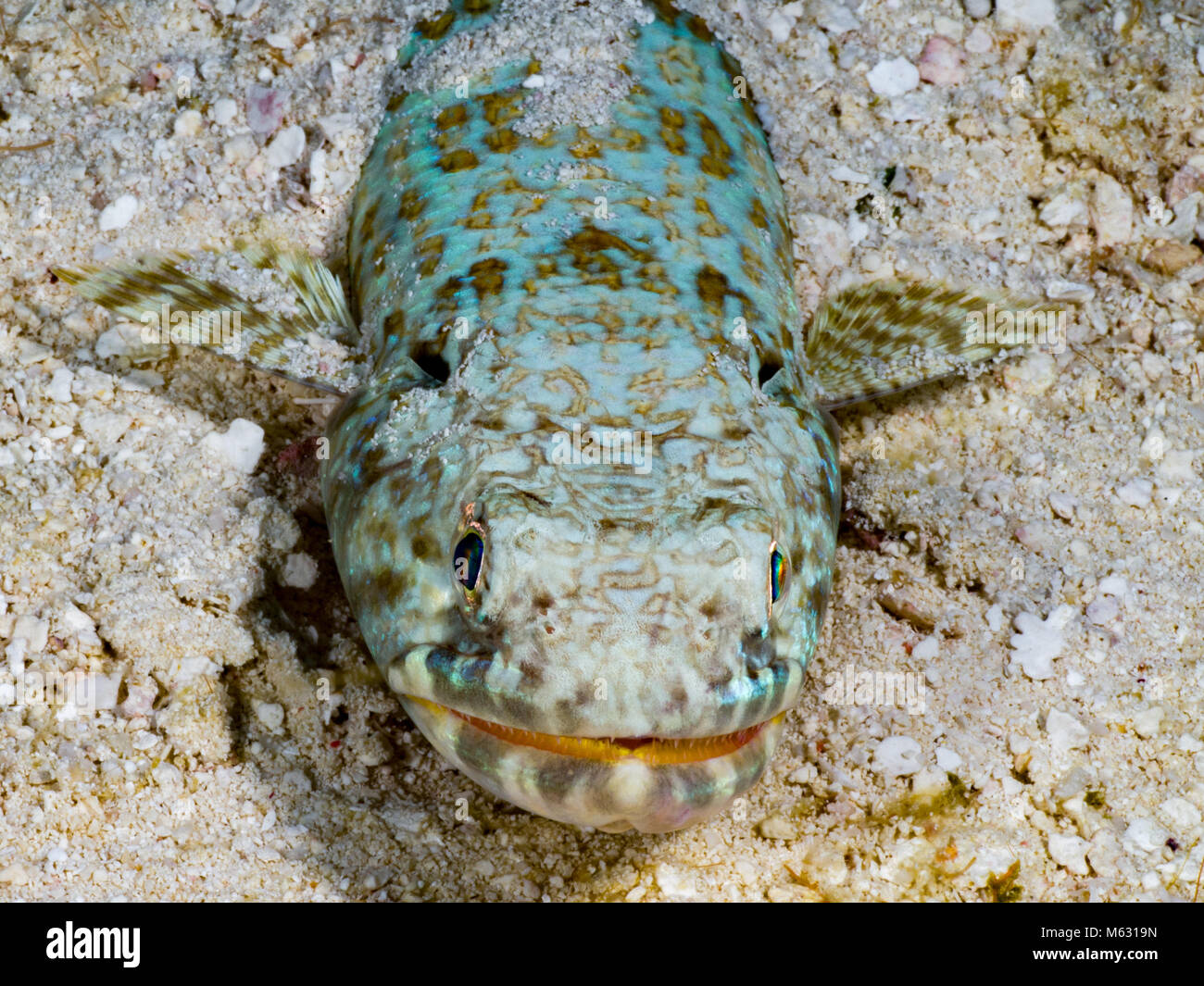 Lizardfish resting on sand, closeup with yellow mouth Stock Photo - Alamy