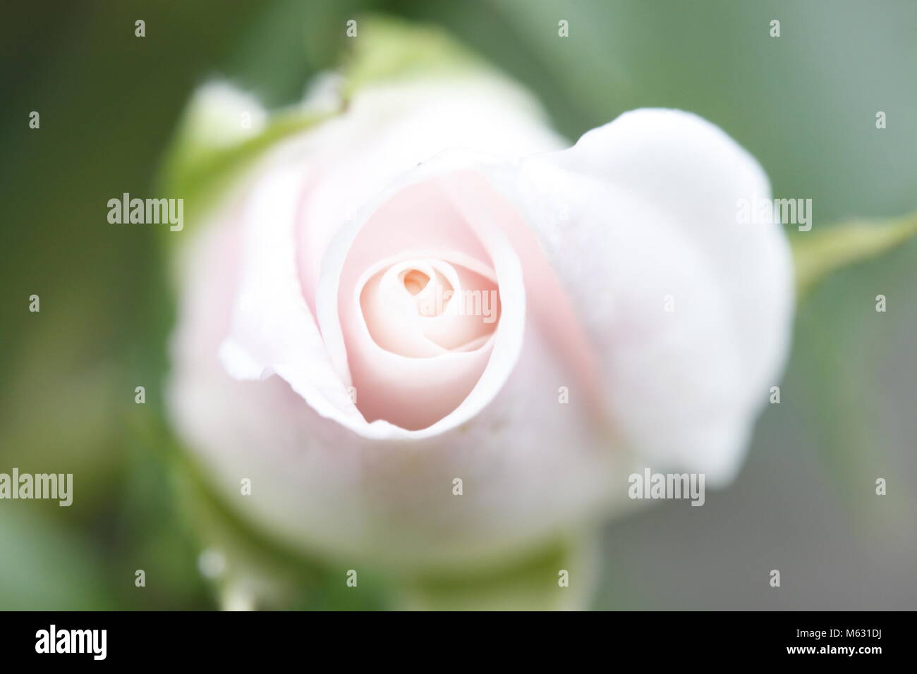 young rose in botanic garden Stock Photo - Alamy