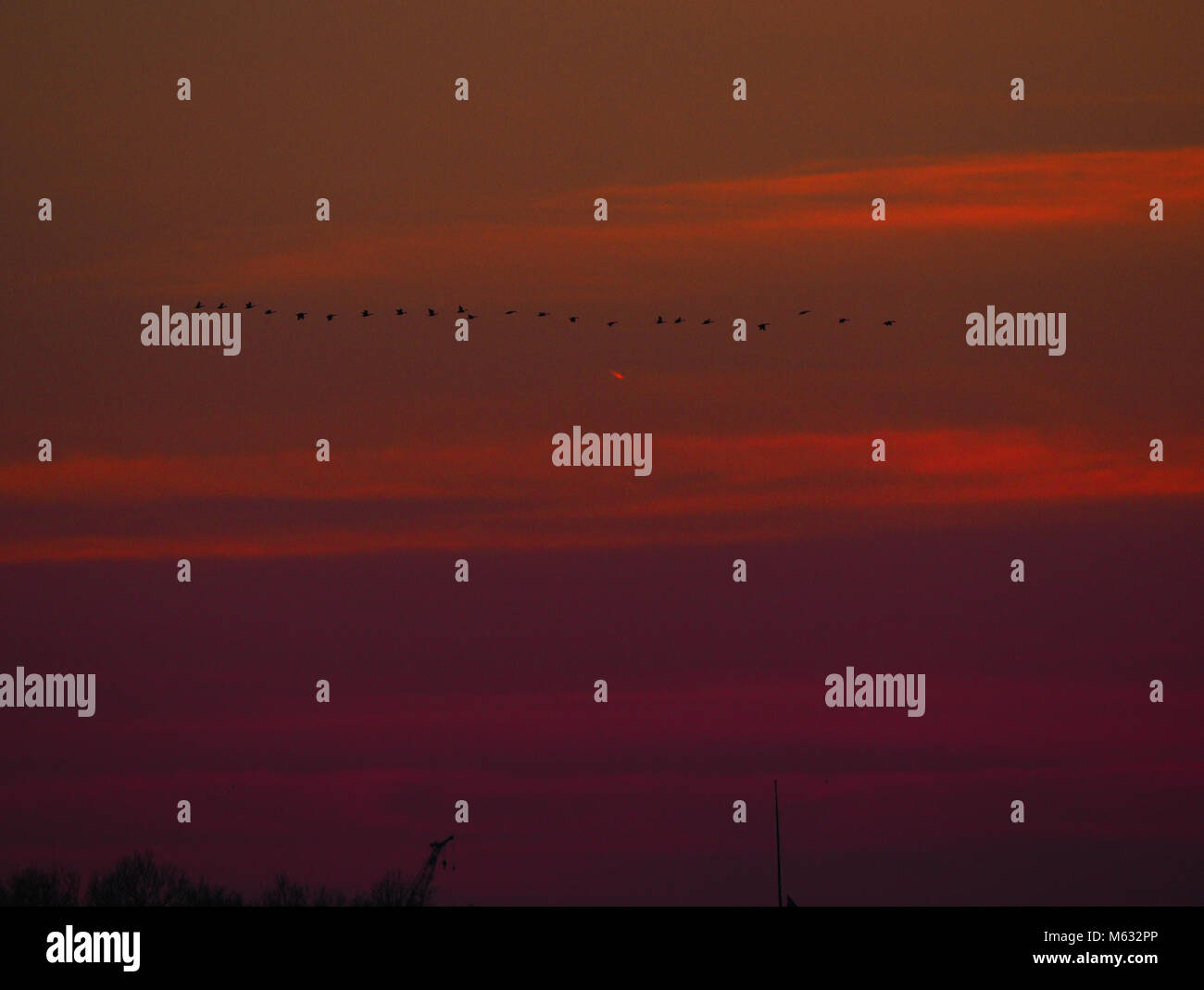 Flying South During the Sunset Stock Photo - Alamy
