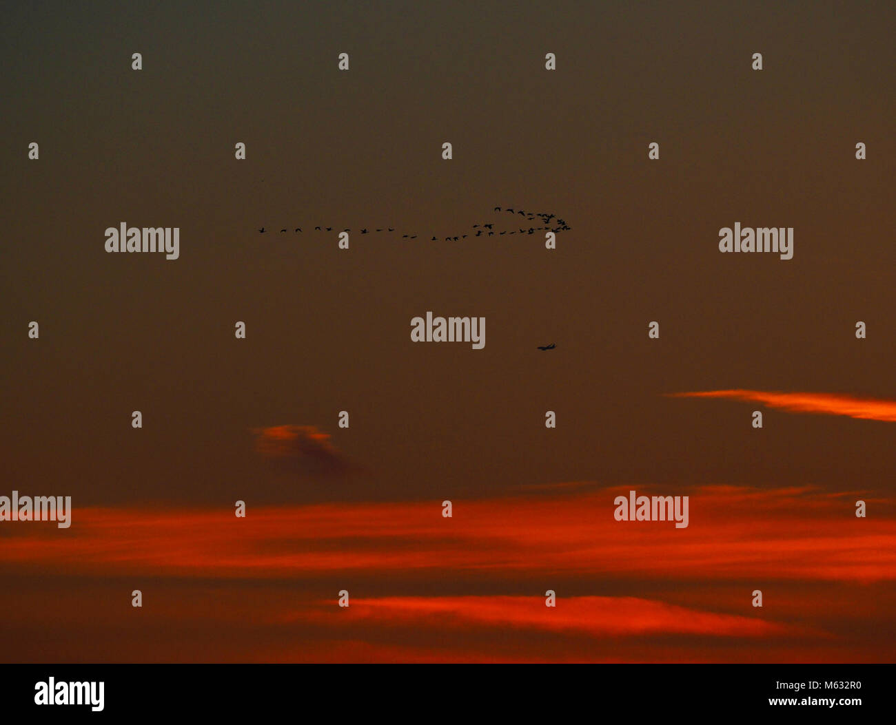 Flying South During the Sunset Stock Photo - Alamy
