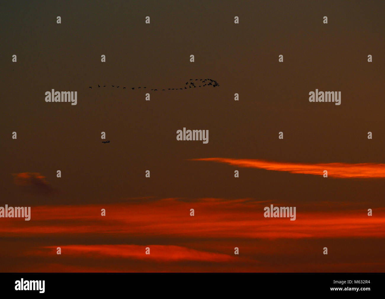 Flying South During the Sunset Stock Photo - Alamy
