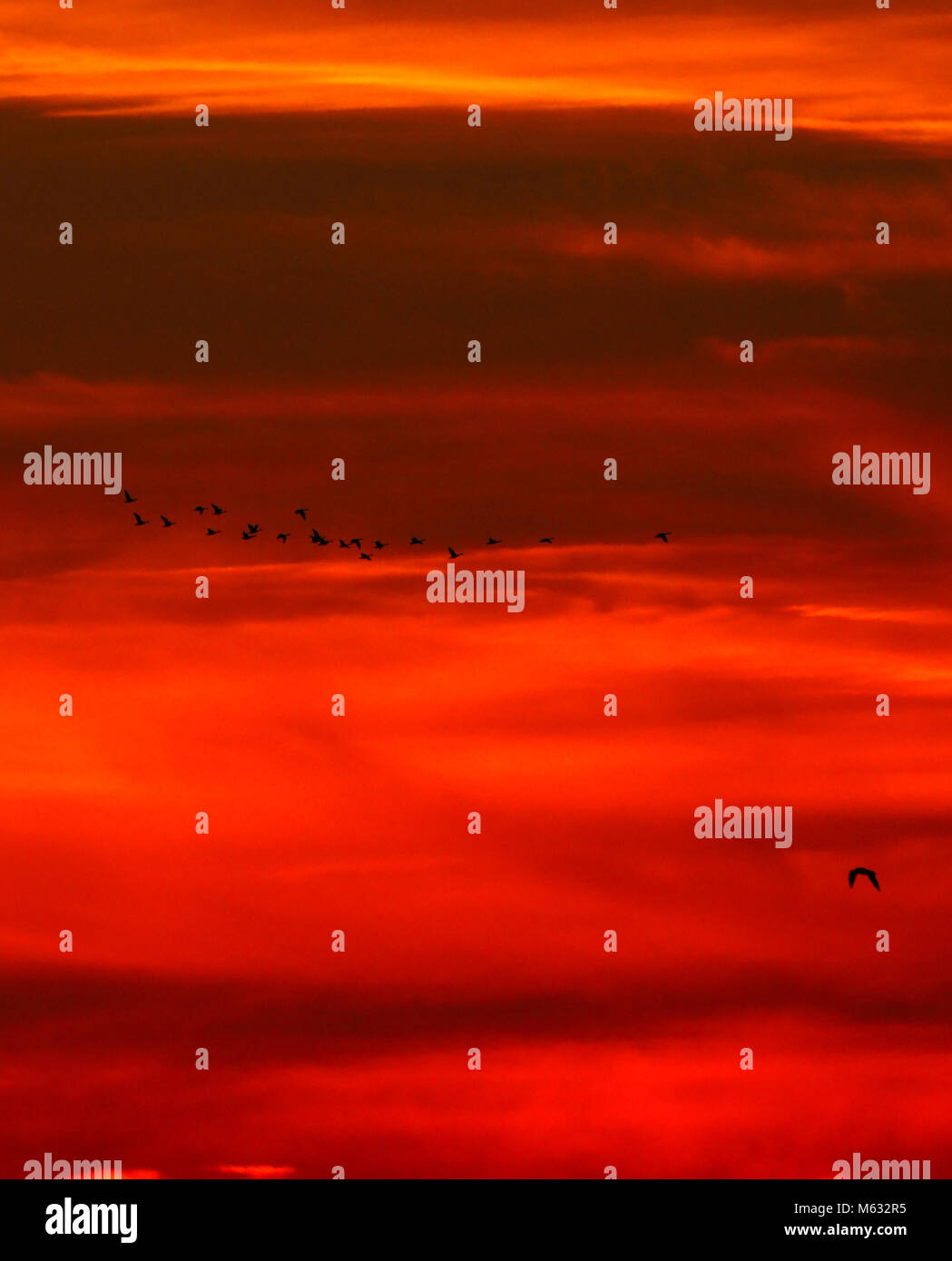 Flying South During the Sunset Stock Photo - Alamy