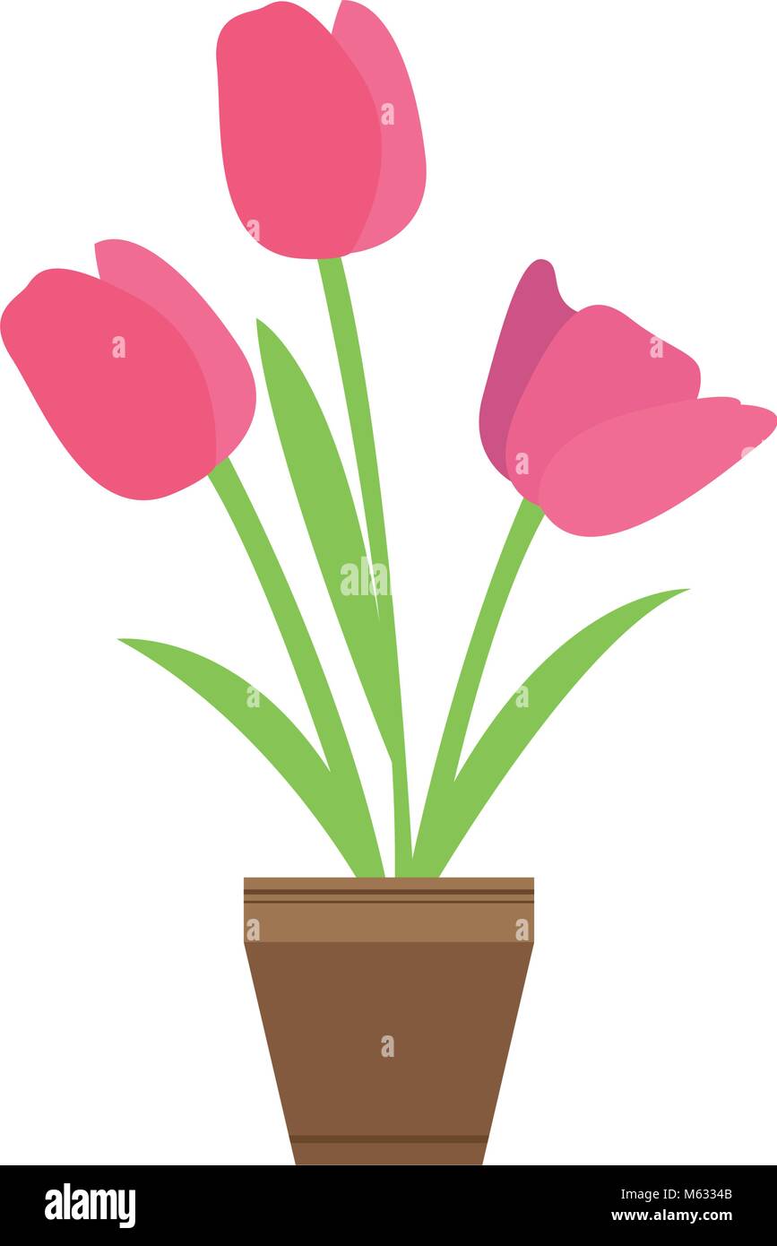 Beautiful rose plant at home Stock Vector Images - Alamy