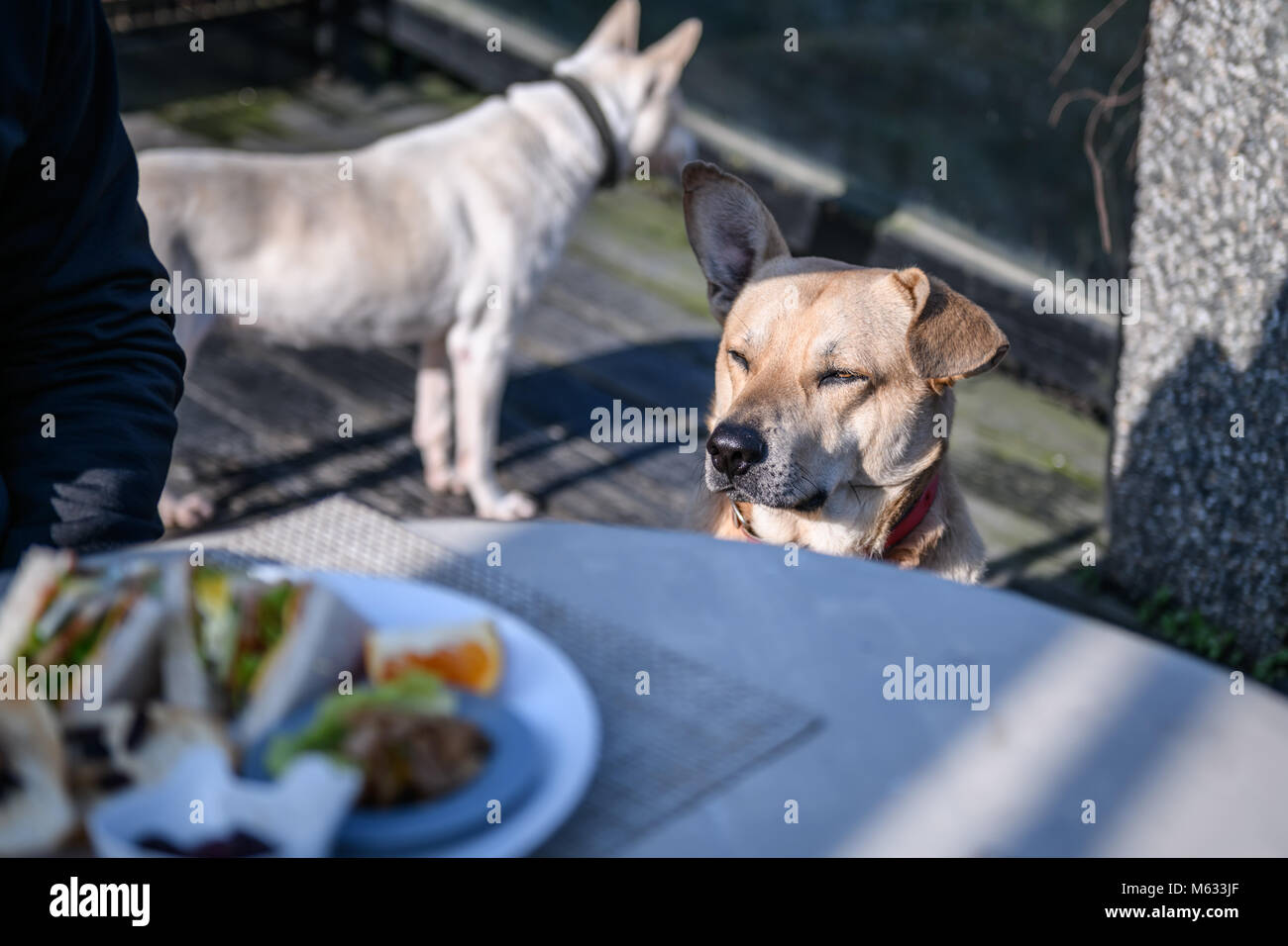 The dog looked at the food on the table Stock Photo - Alamy