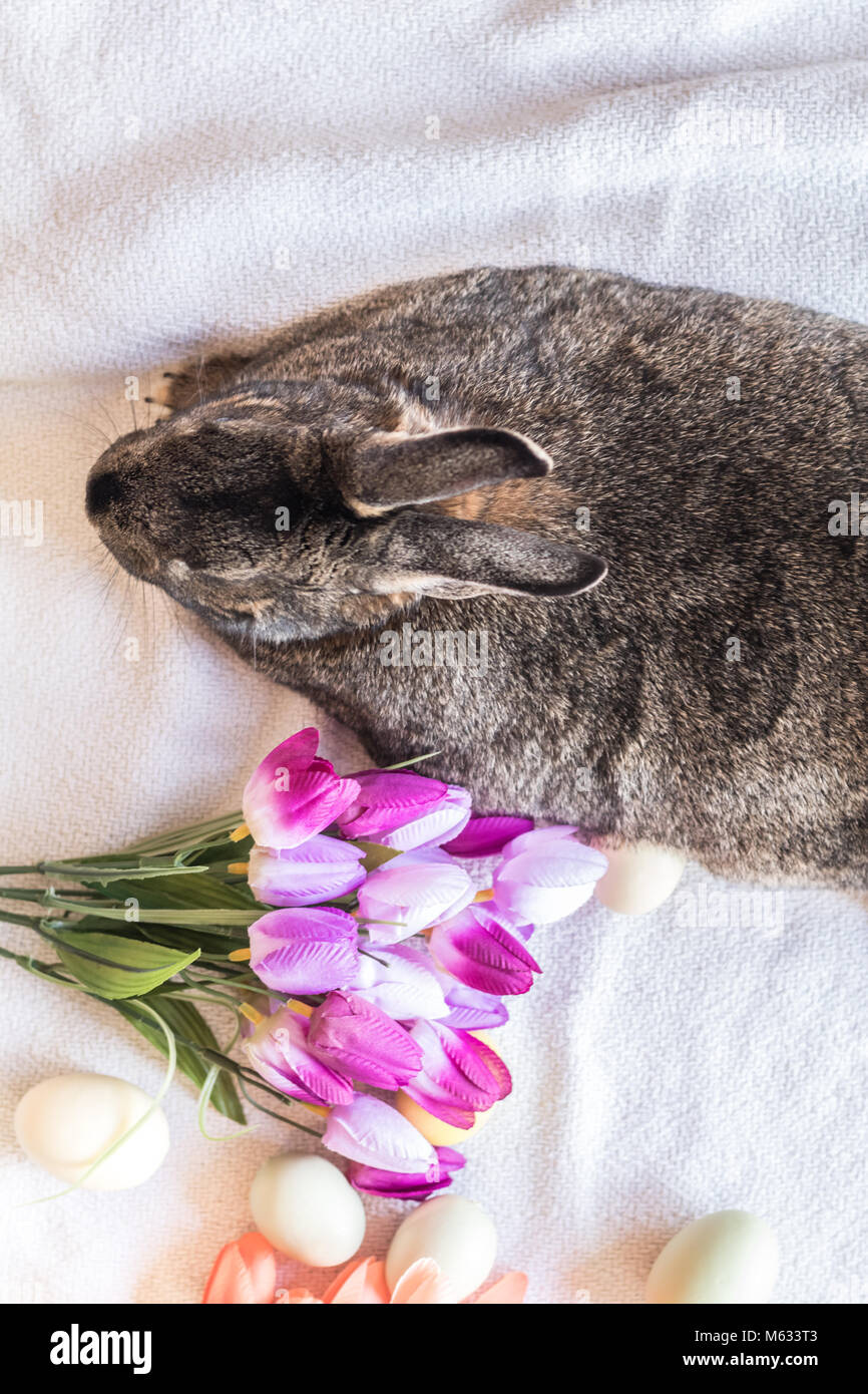 Gray Easter bunny rabbit next to spring flowers in vintage setting, top ...