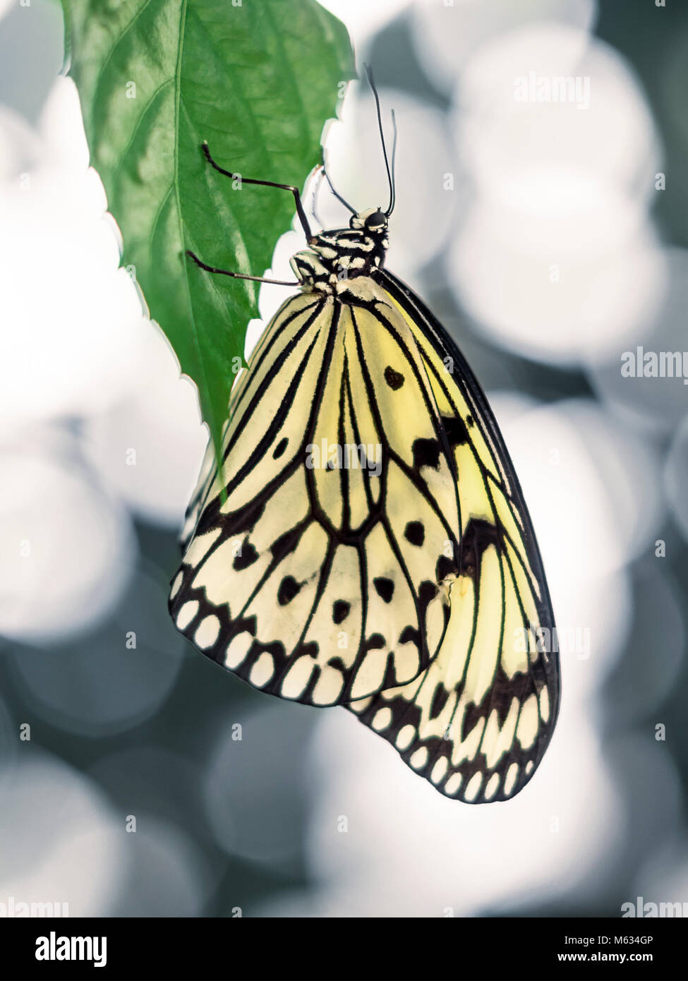 Artistic background with yellow wings on beautiful butterfly Stock ...