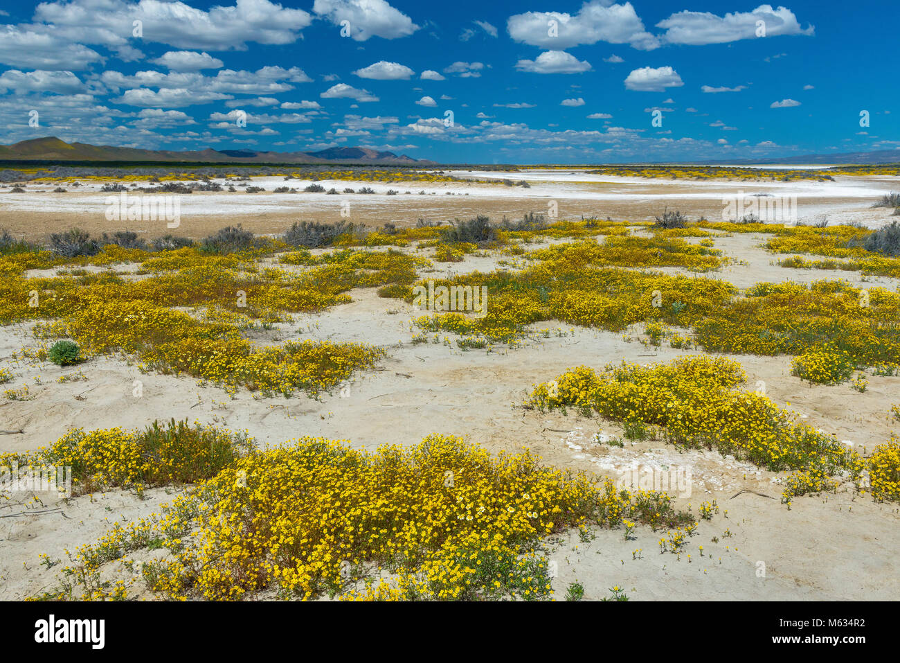 Tidy Tips, Goldfields, Soda Lake, Carrizo Plain National Monument ...