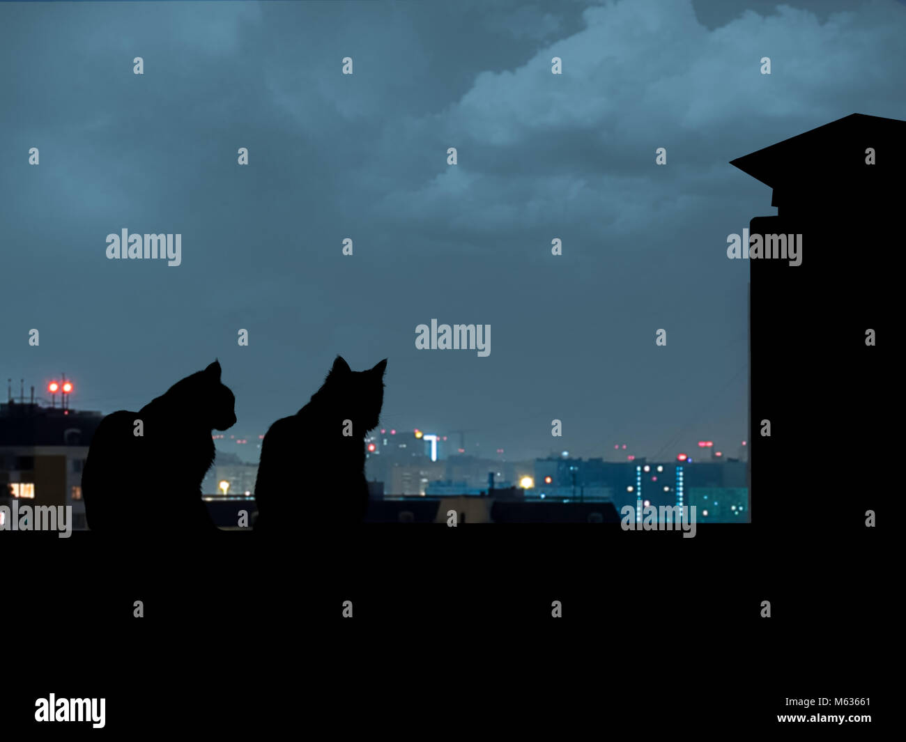 How cats look night hi-res stock photography and images - Alamy