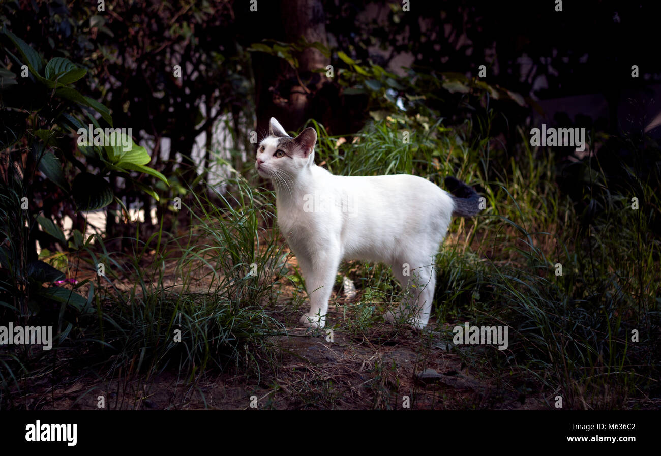 White Cat Looking at Something in the Garden Stock Photo - Alamy