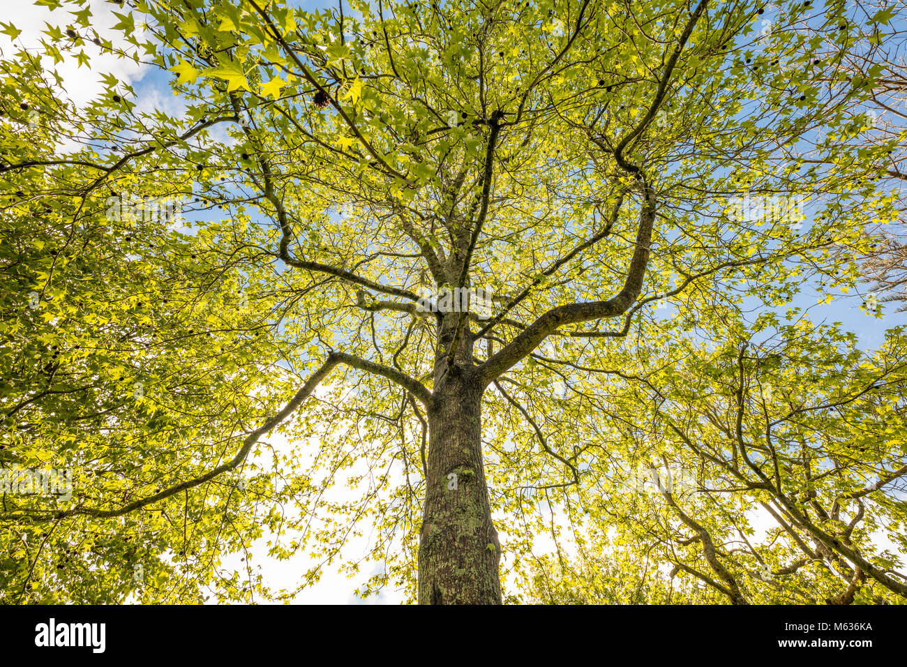 Western park, Auckland, North Island, New Zealand Stock Photo - Alamy