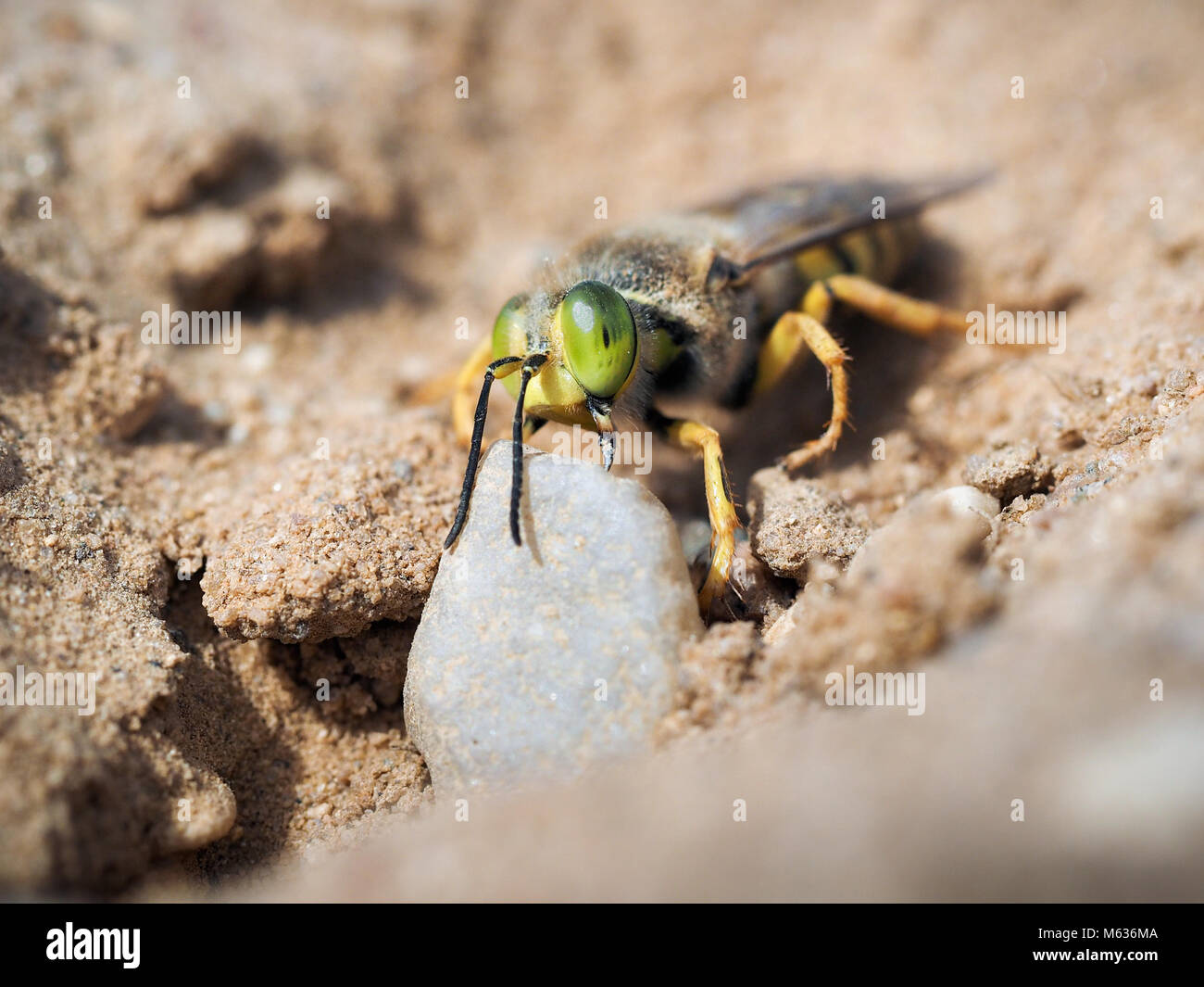 Bembix rostrata is digging a hole in the sand. Sand wasp dragging a ...