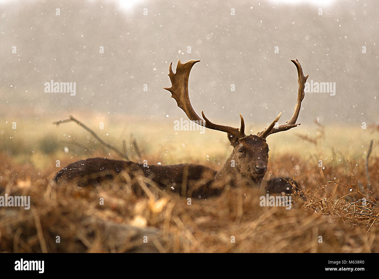 Beautiful fallow deer hi-res stock photography and images - Alamy