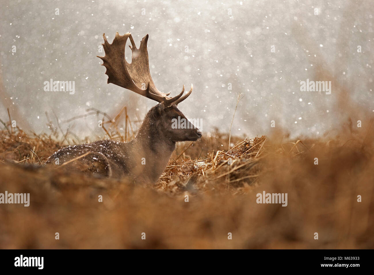 winter in the wildlife Stock Photo - Alamy