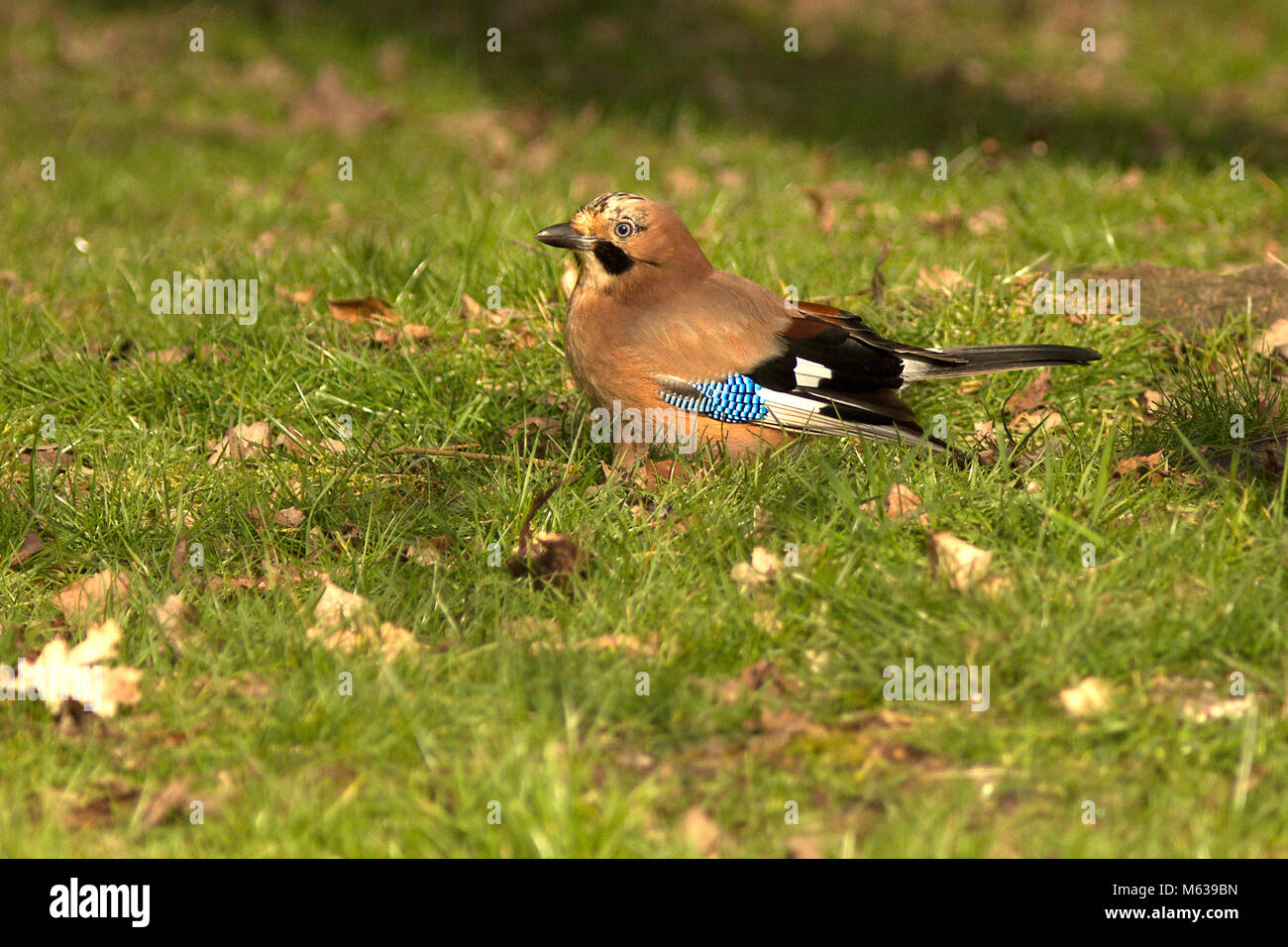 Jay birds hi-res stock photography and images - Alamy