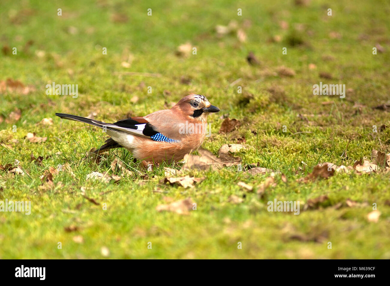 Jay bird uk hi-res stock photography and images - Alamy Jay bird uk hi-res stock photography and images - Alamy