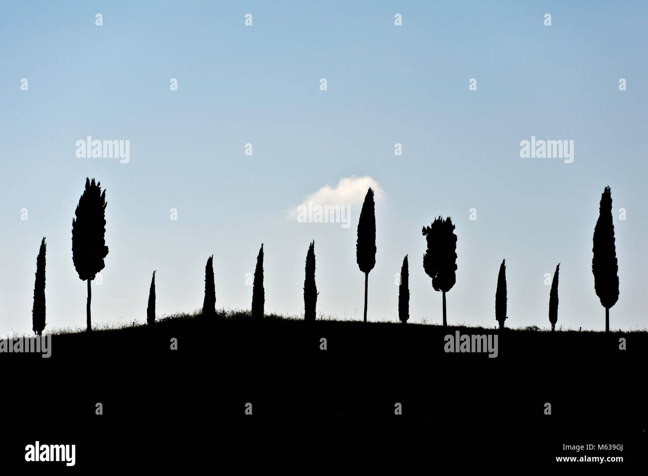 Italian cypress trees cupressus sempervirens hi-res stock photography ...