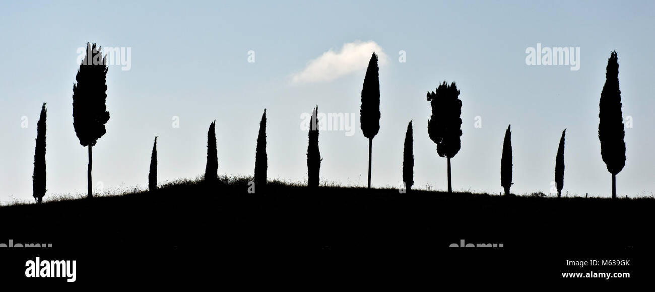 Cypress trees in silhouette hi-res stock photography and images - Alamy