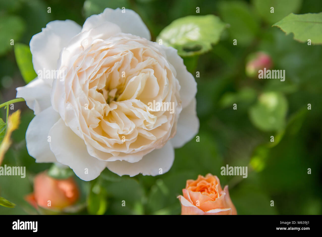 Beautiful white nostalgic english rose close up in a garden sunning day ...
