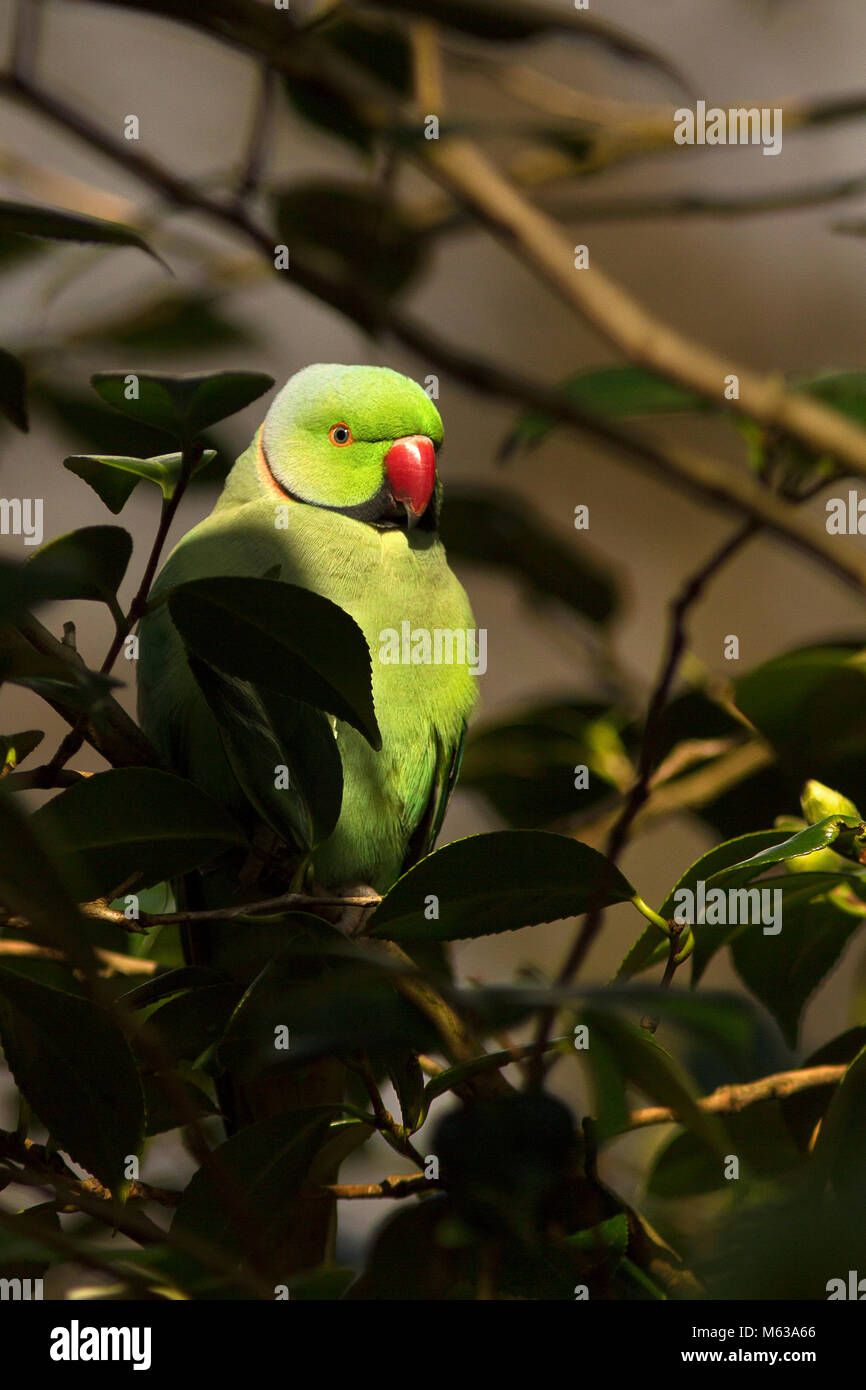 Green parakeet hi-res stock photography and images - Alamy