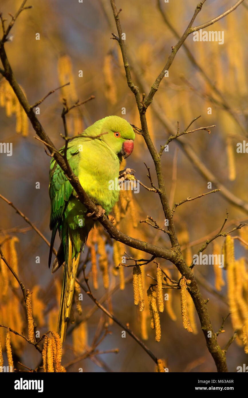 Green parakeet hi-res stock photography and images - Alamy