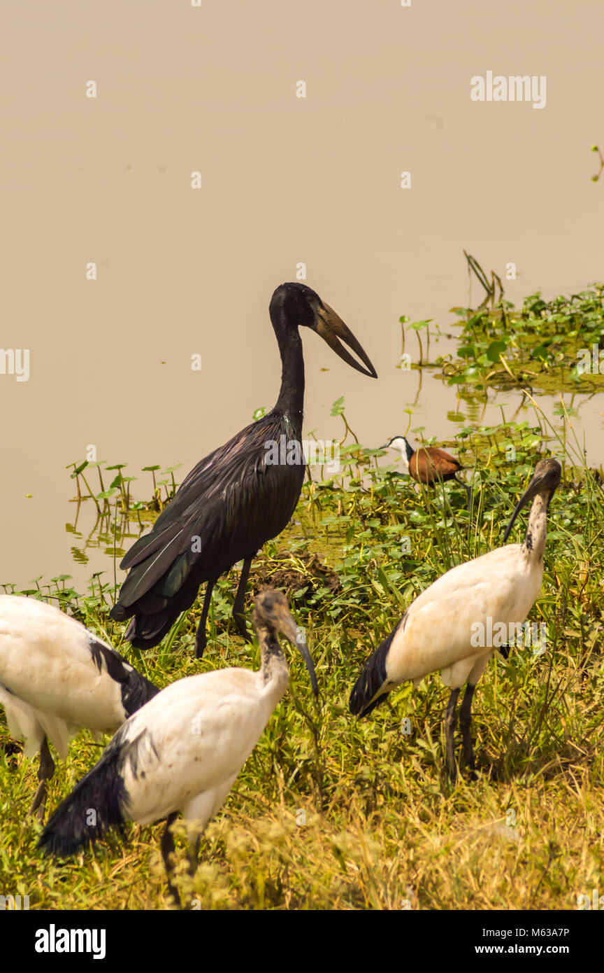 Abdim Stork and sacred ibis along a waterhole in Nairobi Kenya Park ...
