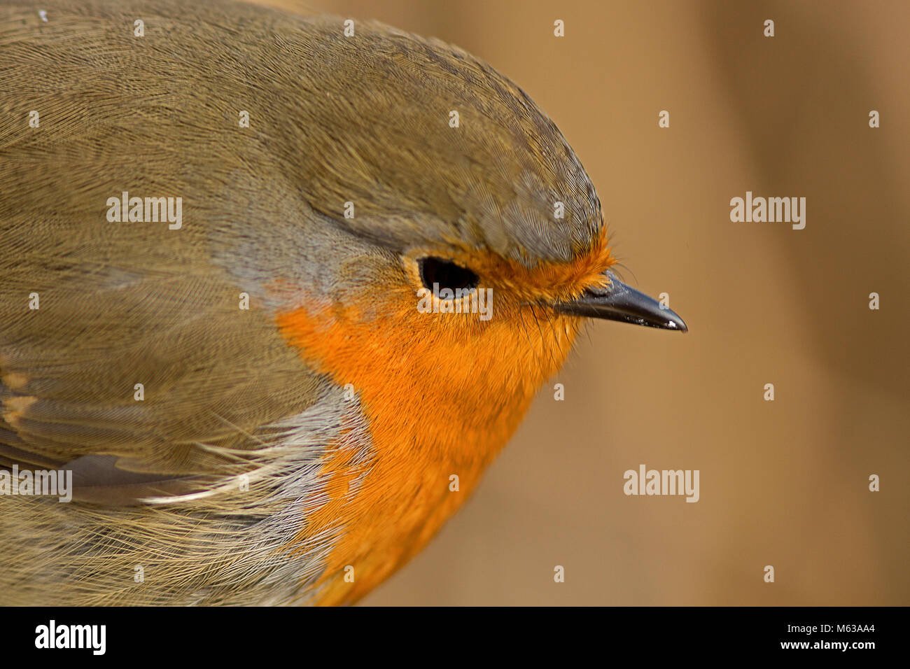 Contrast with nature hi-res stock photography and images - Alamy