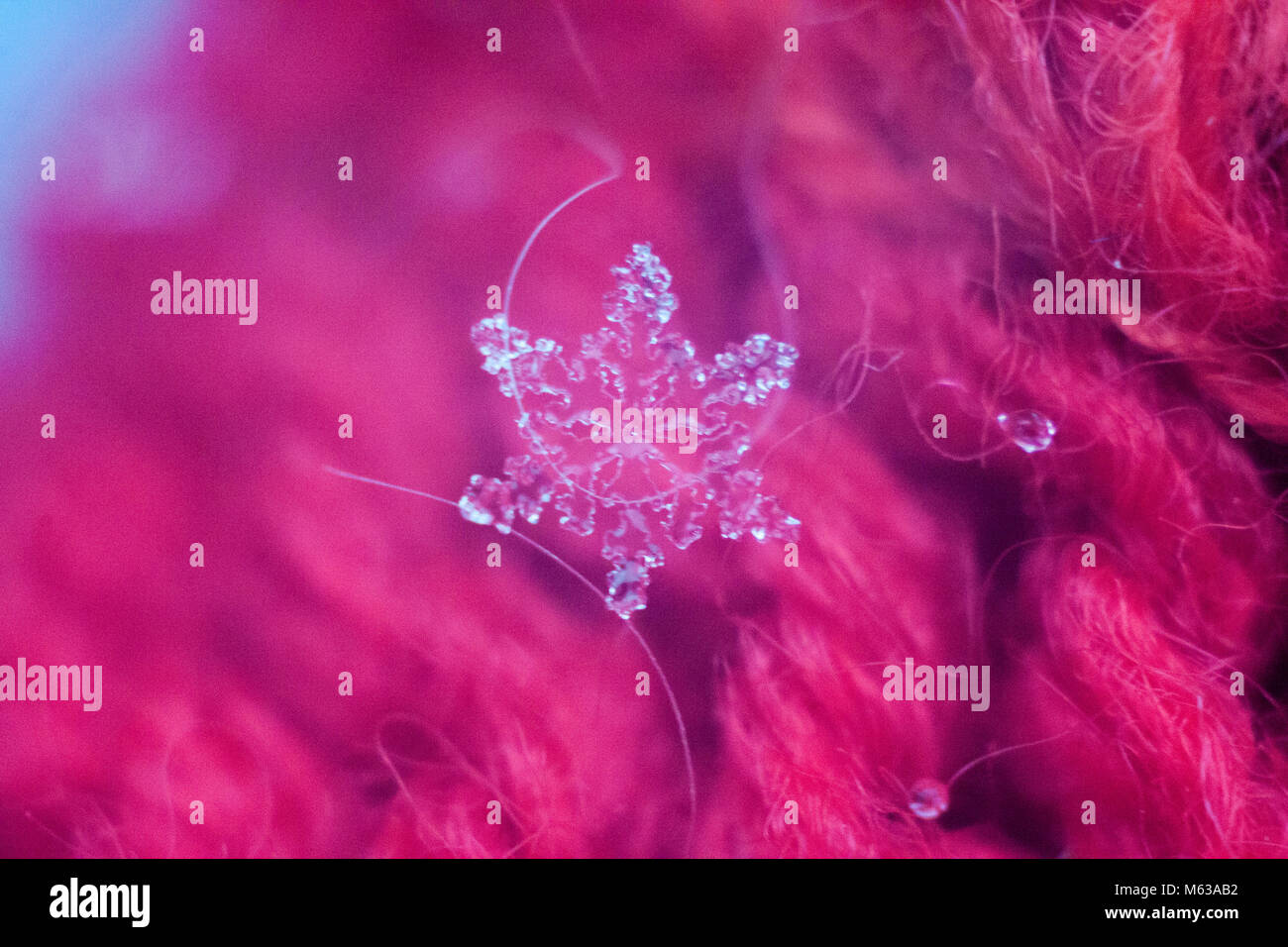 beautiful unique snowflake of frozen snow Stock Photo - Alamy