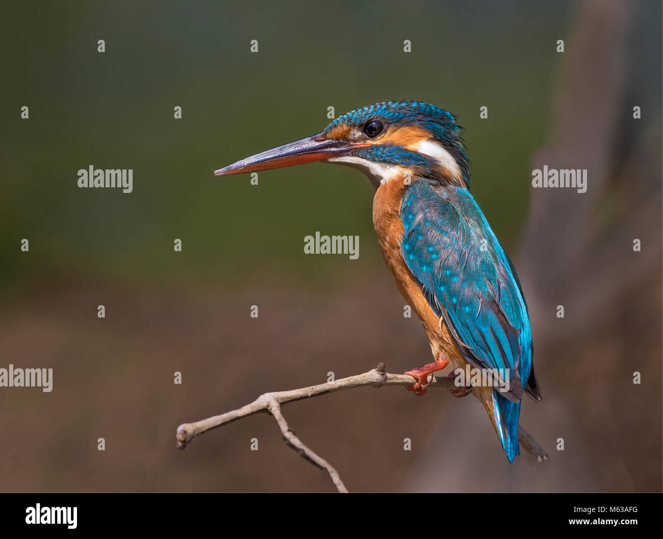 Rivers of goa hi-res stock photography and images - Alamy