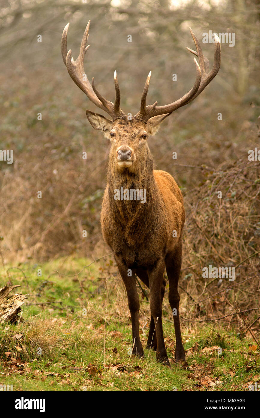 Big stag hi-res stock photography and images - Alamy