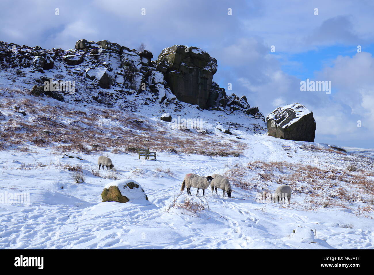 Cow and calf rocks ilkley moor winter hi-res stock photography and ...