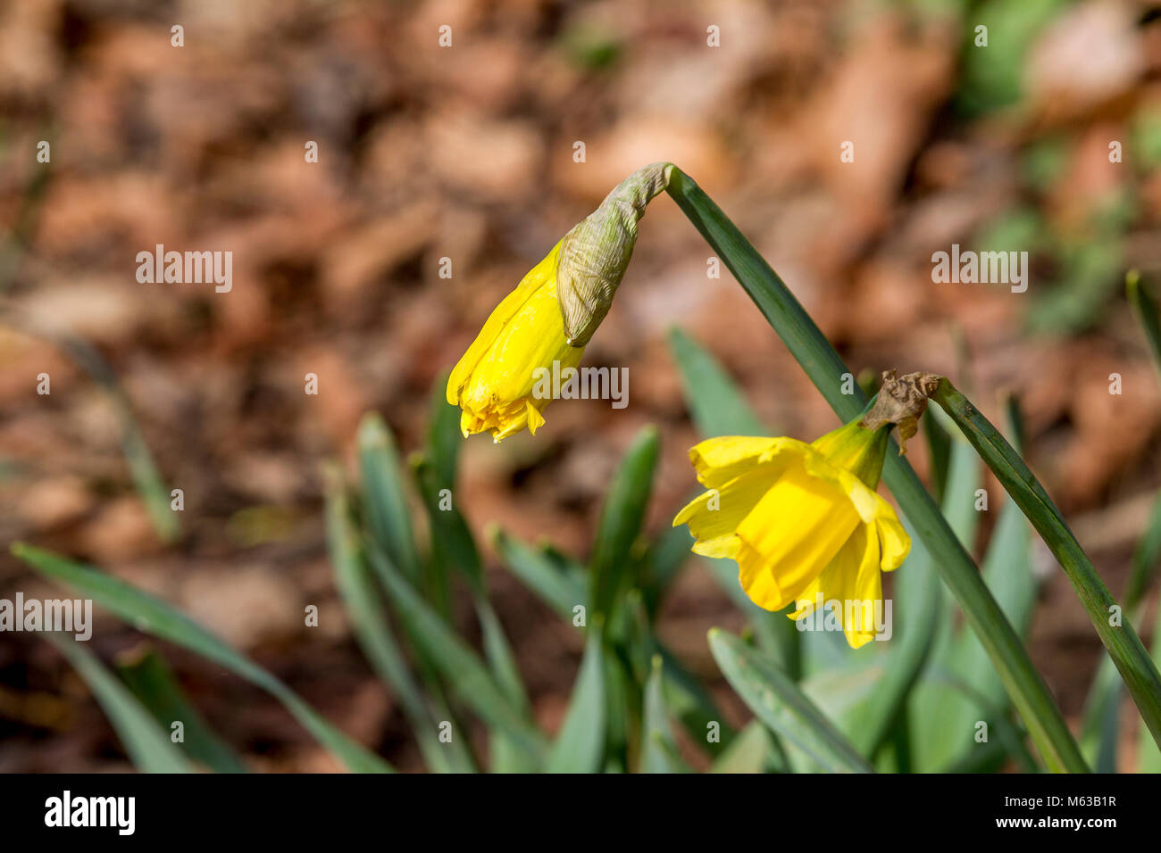 Daffofil. Narcissus pseudonarcissus (daffodil) growing wild in Abington ...
