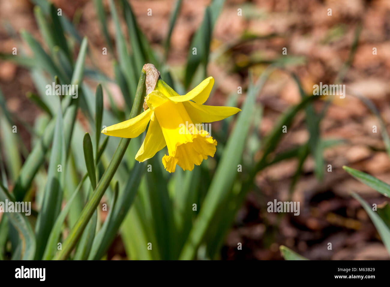Daffofil. Narcissus pseudonarcissus (daffodil) growing wild in Abington ...
