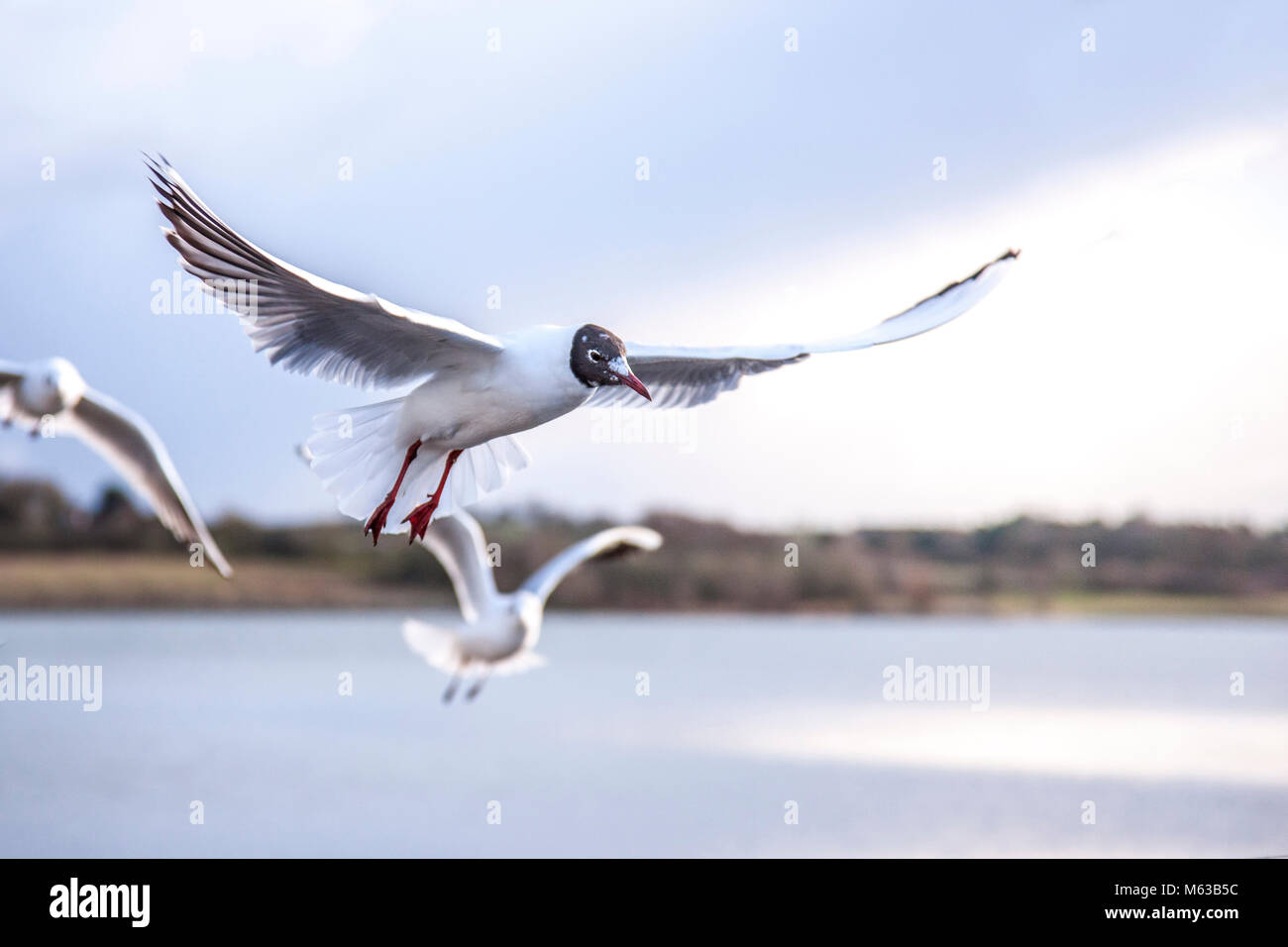 Black-headed Gull. Larus ridibundus (Laridae) in flight Stock Photo - Alamy